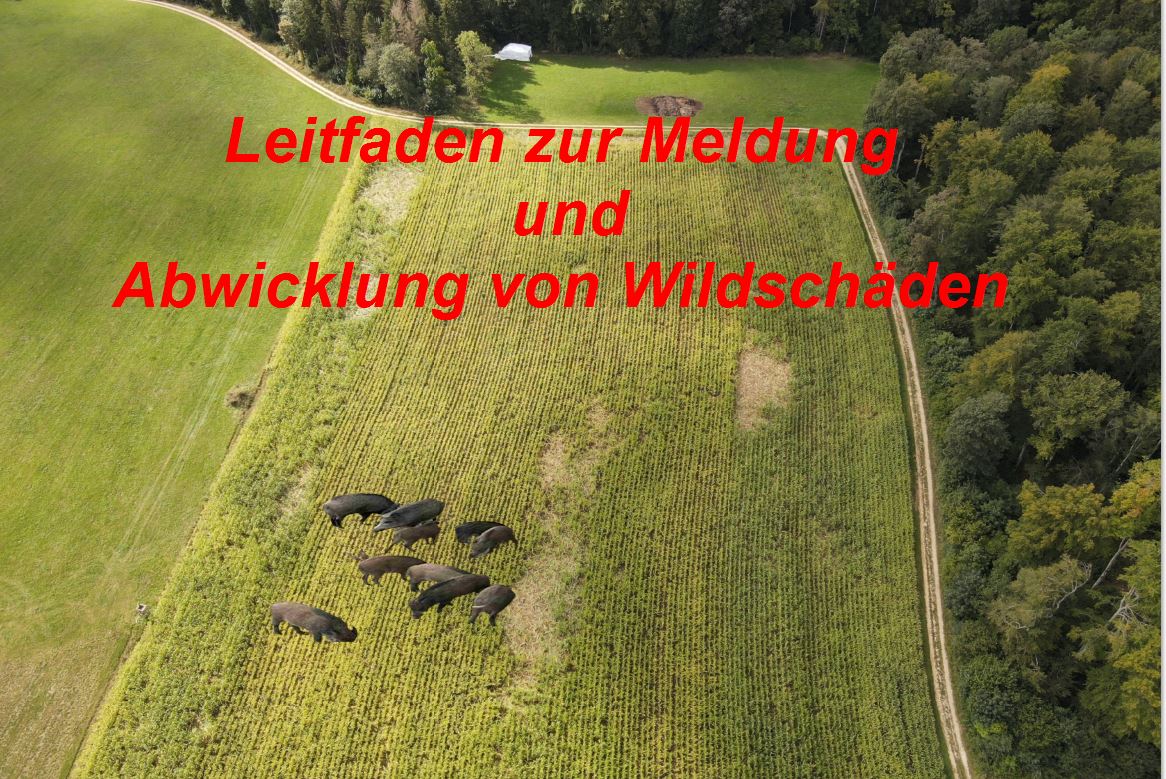 Jägervereinigung Ehingen: Wildschaden! Was und wie sollte es ablaufen!